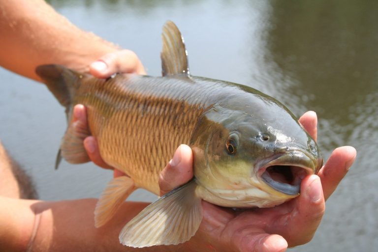 Fish-Handler’s Disease: Causes, Symptoms, Diagnosis, and Treatment ...